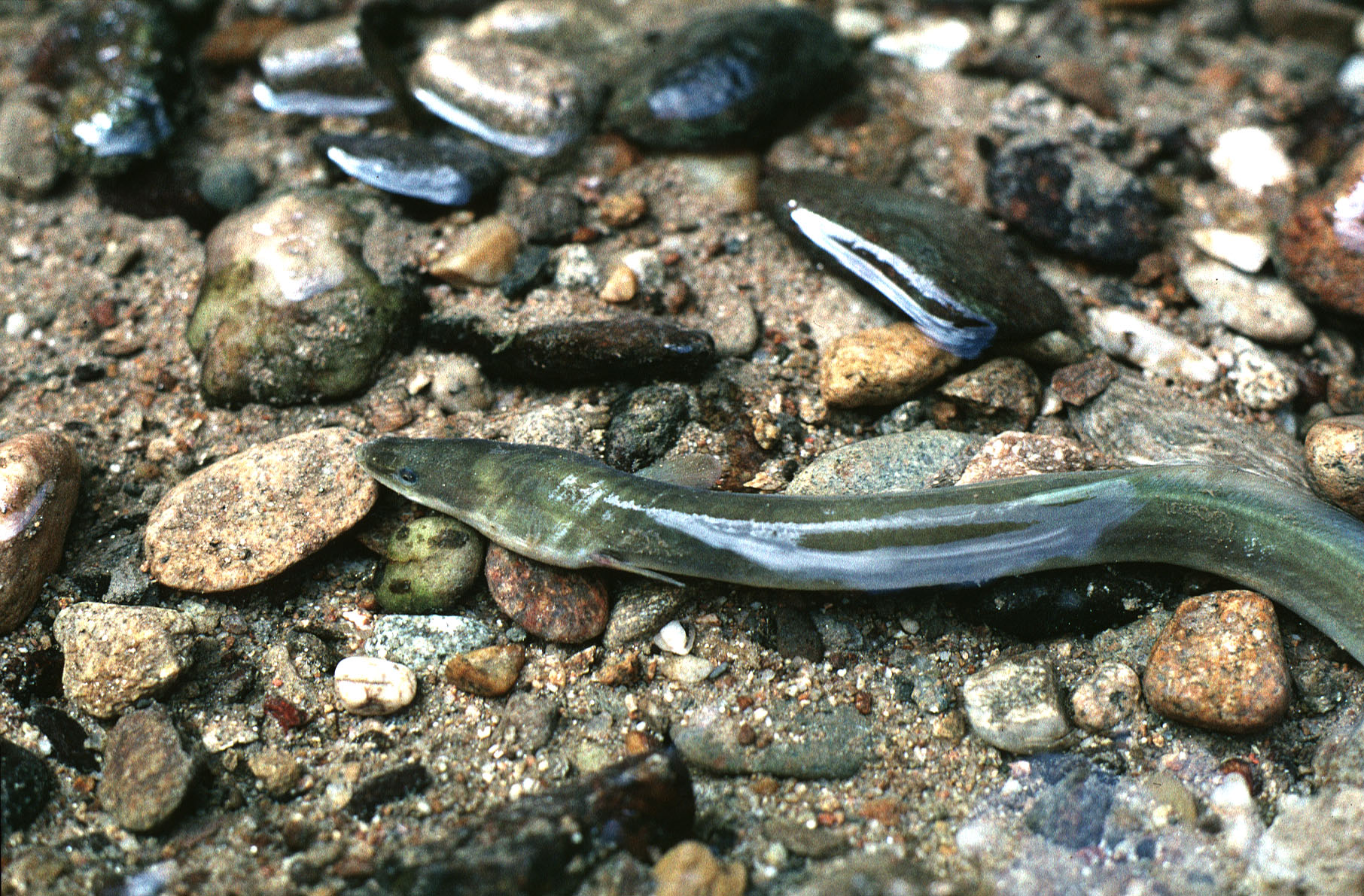 Les scientifiques d’INRAE au chevet de la protection de l’anguille en ...