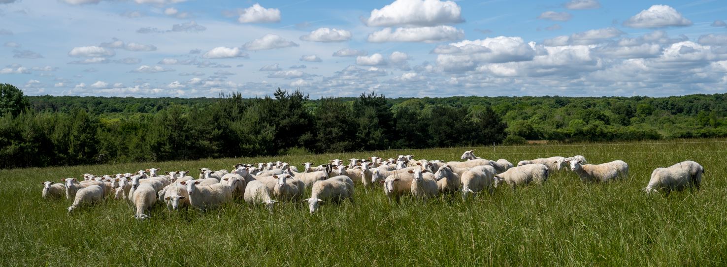 SOBRIETE : un projet innovant mêlant élevage ovin et agro-écologie pour ...