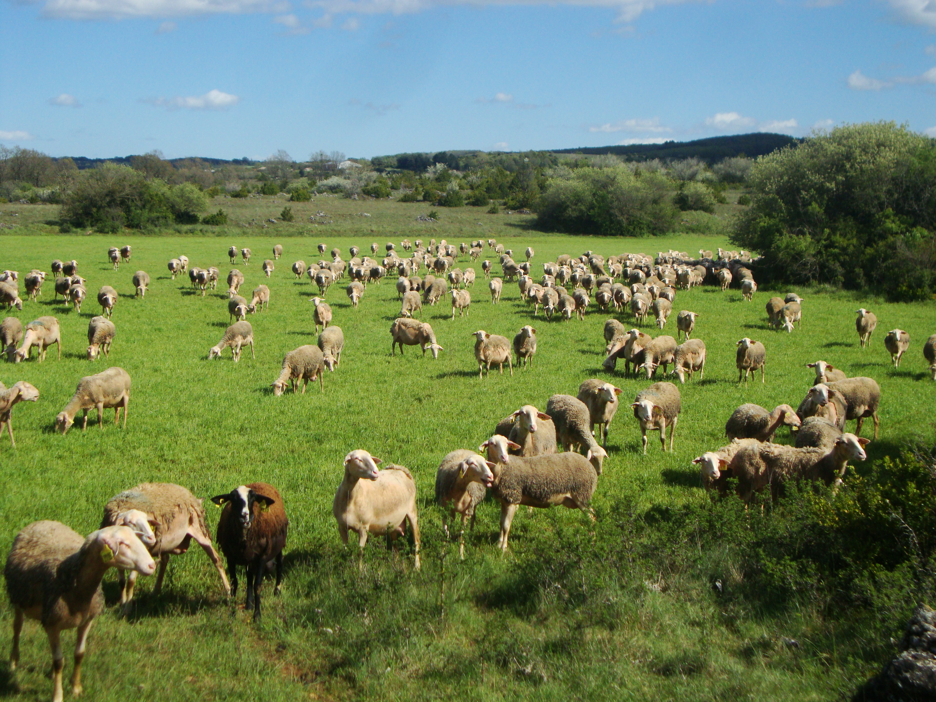 L’agroécologie au service de l’autonomie alimentaire des élevages ...