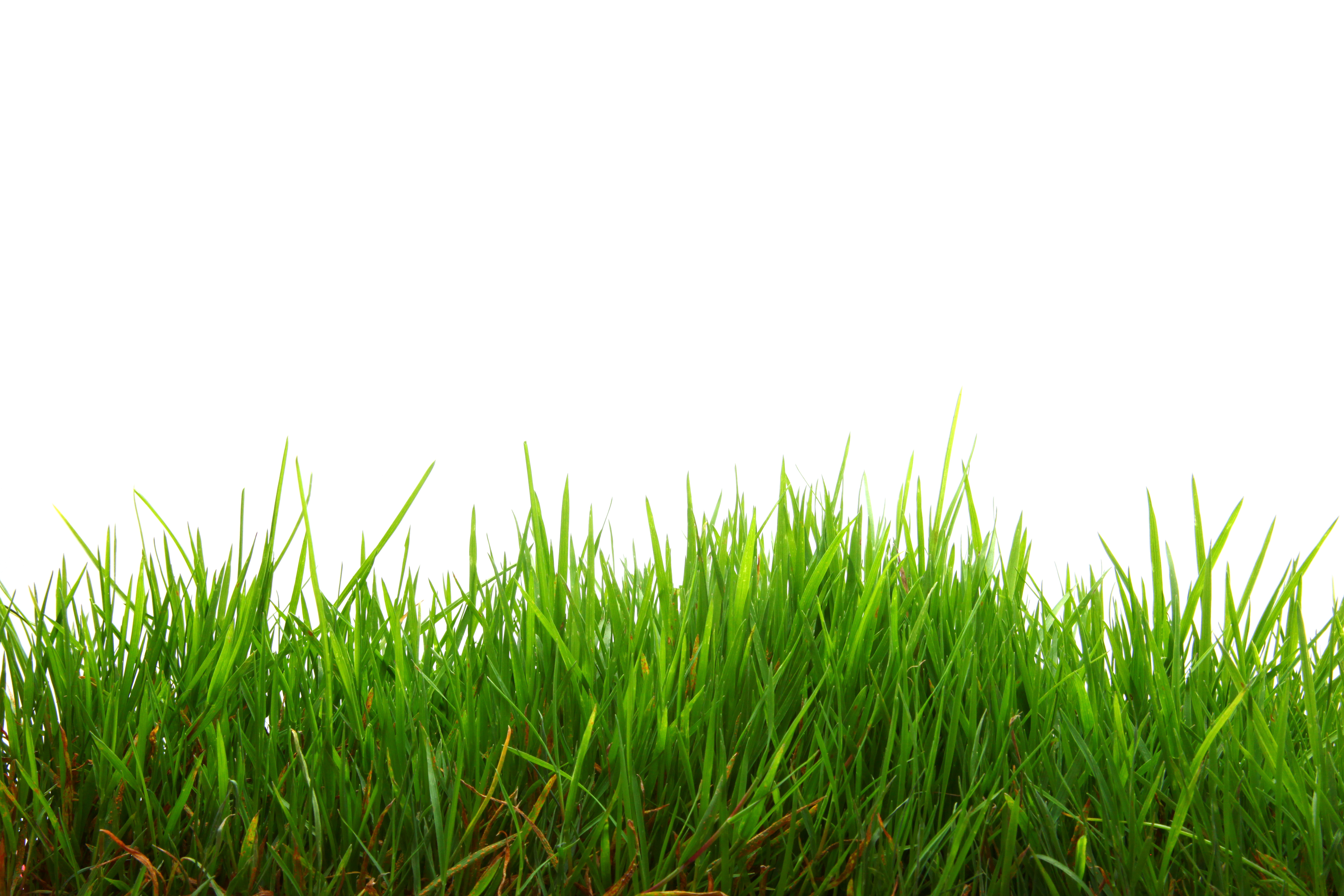 Restitution du programme herbe et fourrages sur le site INRAE de Nouzilly : de nombreuses ...