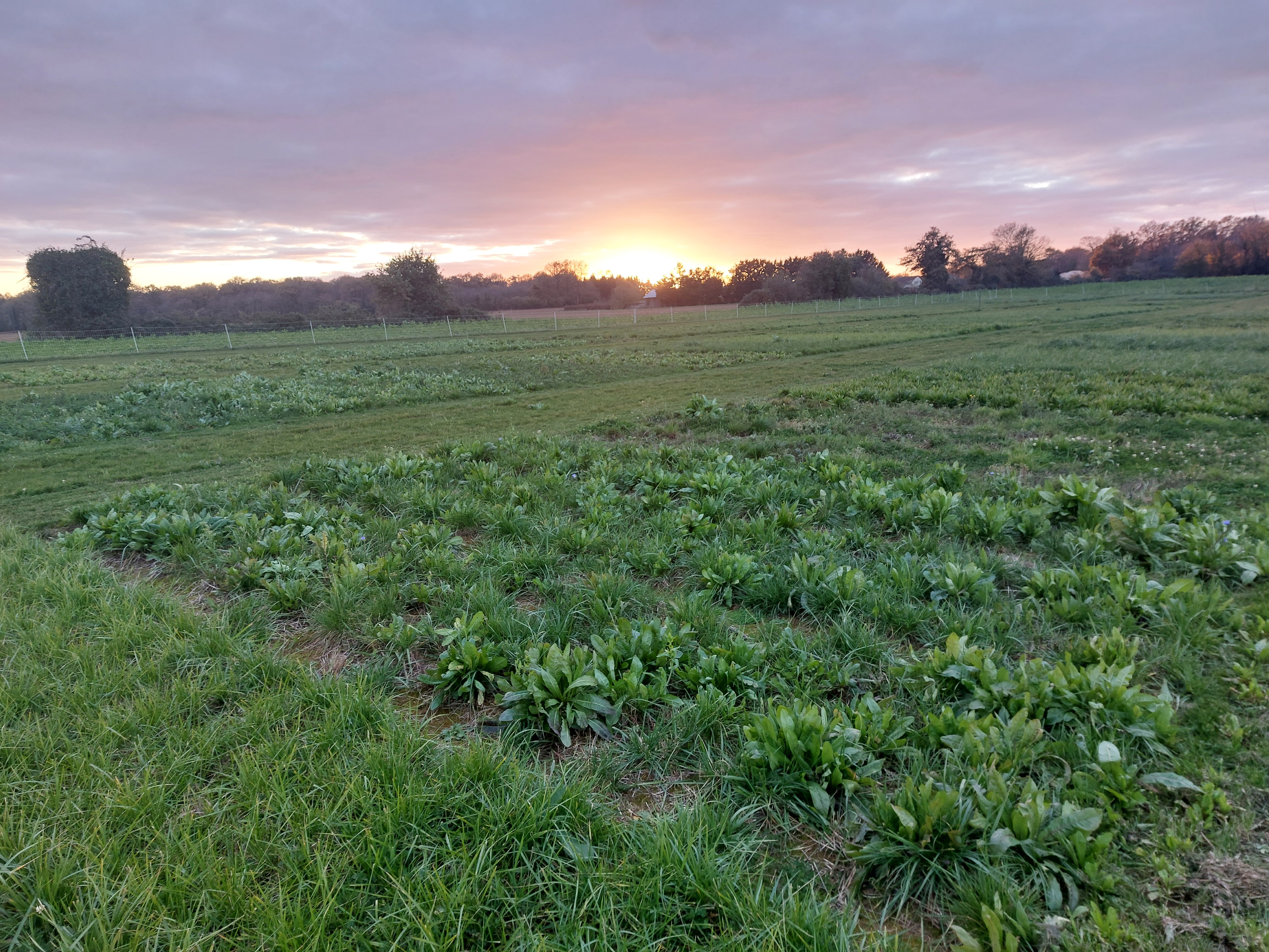 La diversité des prairies : un levier d’adaptation face à un climat ...