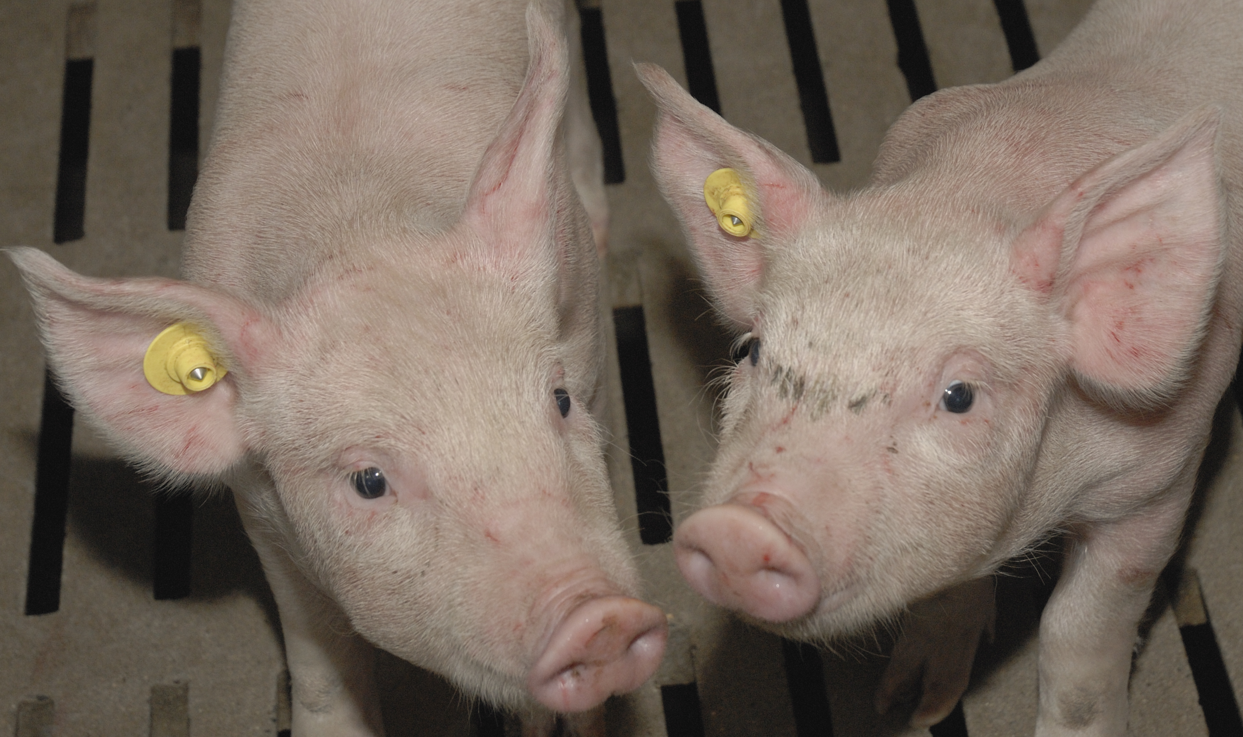 Research in pigs shows gut microbiota is partially heritable | INRAE