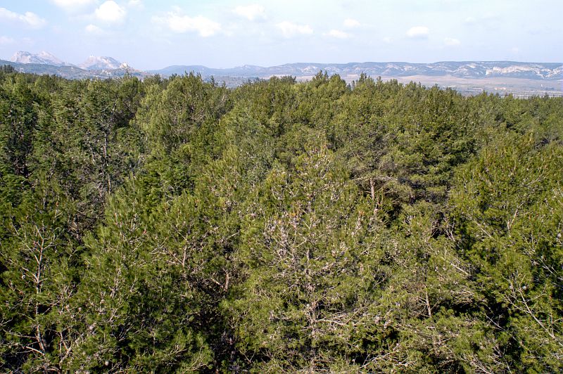 Exploration de la canopée : expérimentation de la pose de canopix en ...