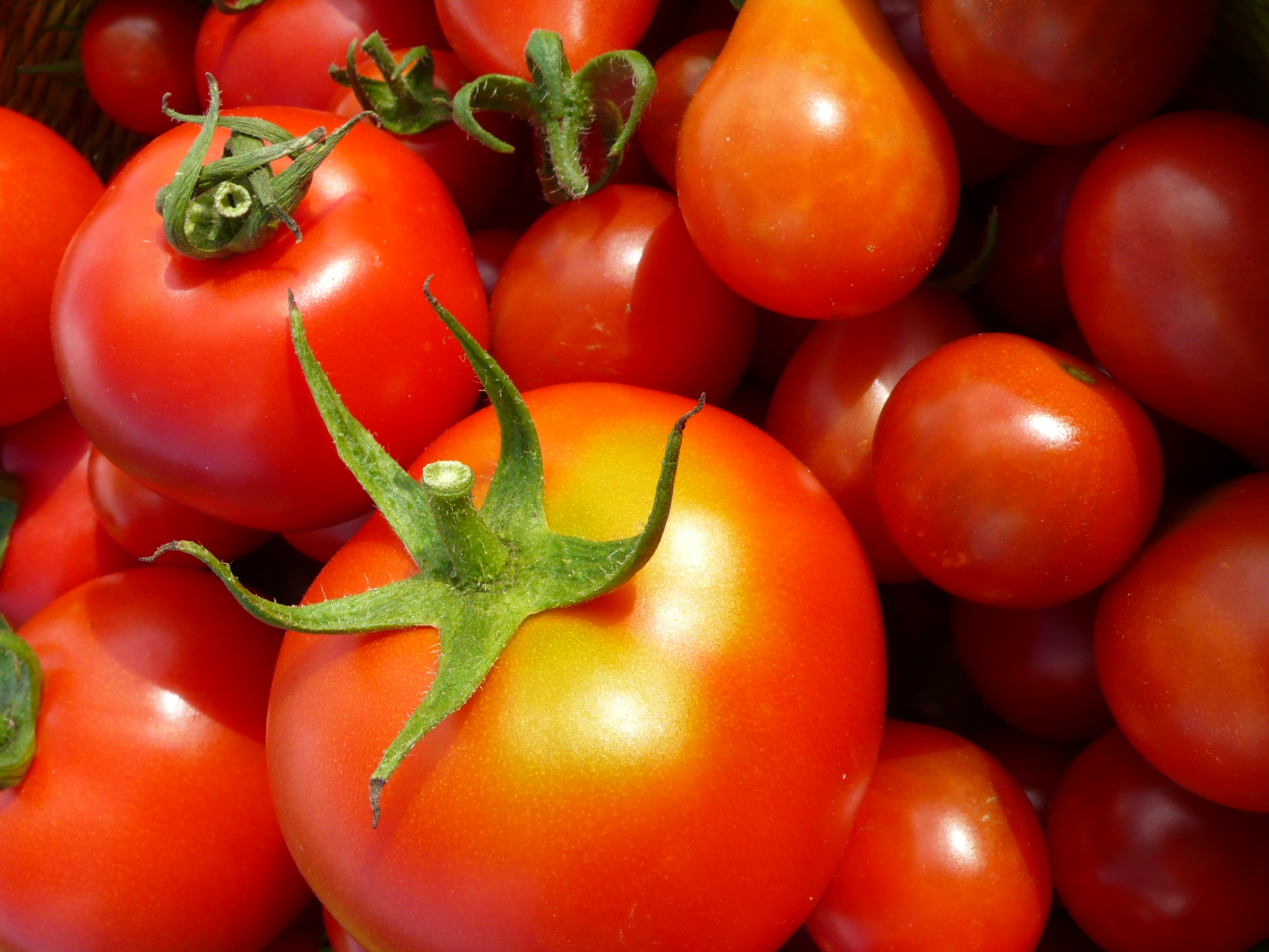 Retrouver le goût de la tomate | INRAE
