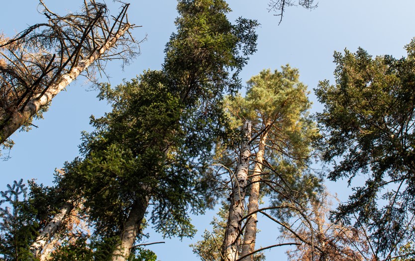 Participation d’un chercheur aux États généraux de la forêt et du bois ...