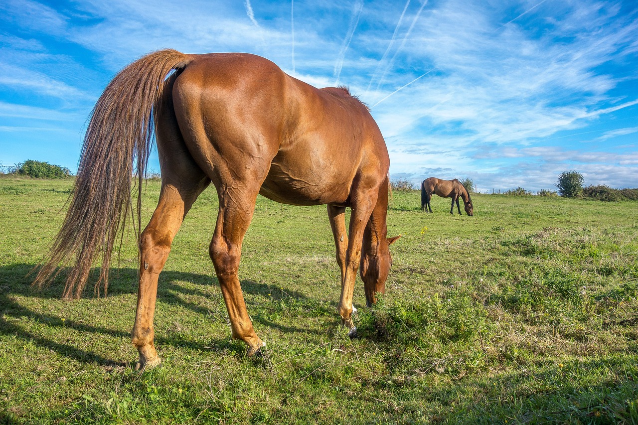 Recherche équine : INRAE et LABÉO renforcent leur partenariat | INRAE