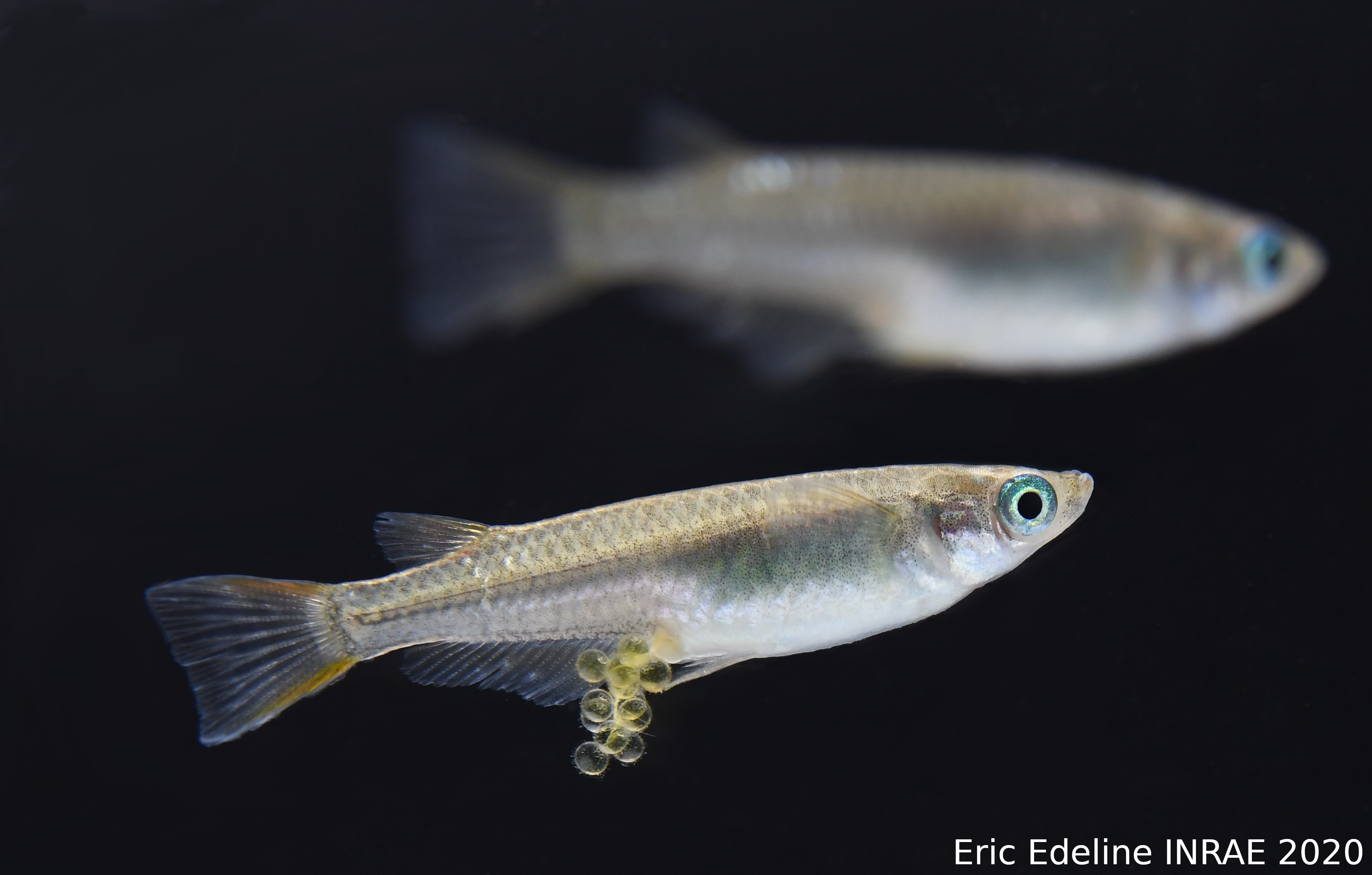 Pêcher moins, et de plus petits poissons, pour continuer à en pêcher ...