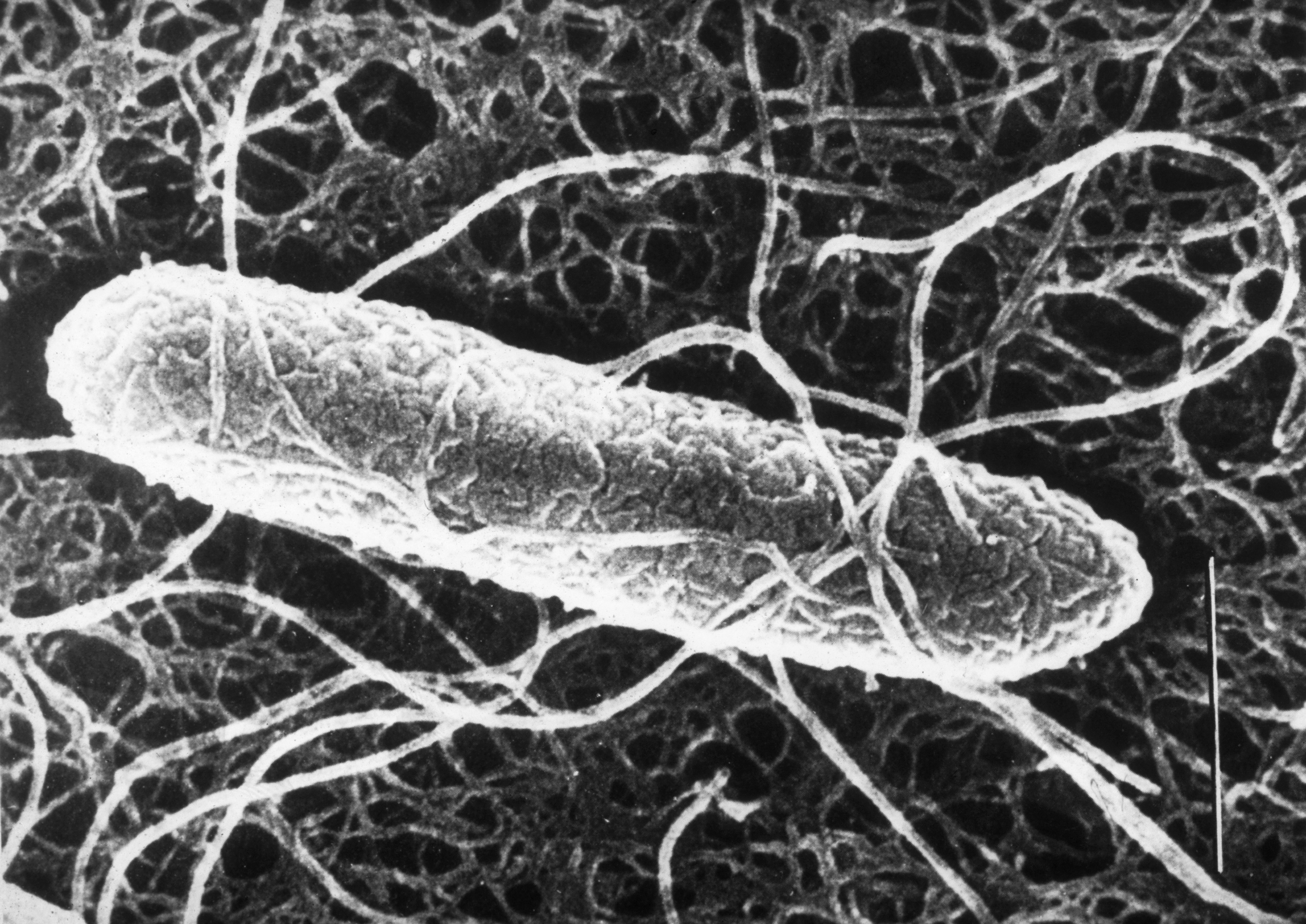 Understand how bacteria adapt to their environment | INRAE