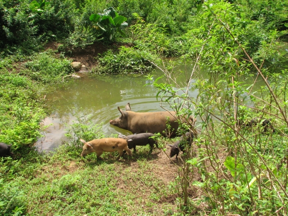 Feedipedia, an online encyclopaedia of livestock feeds | INRAE