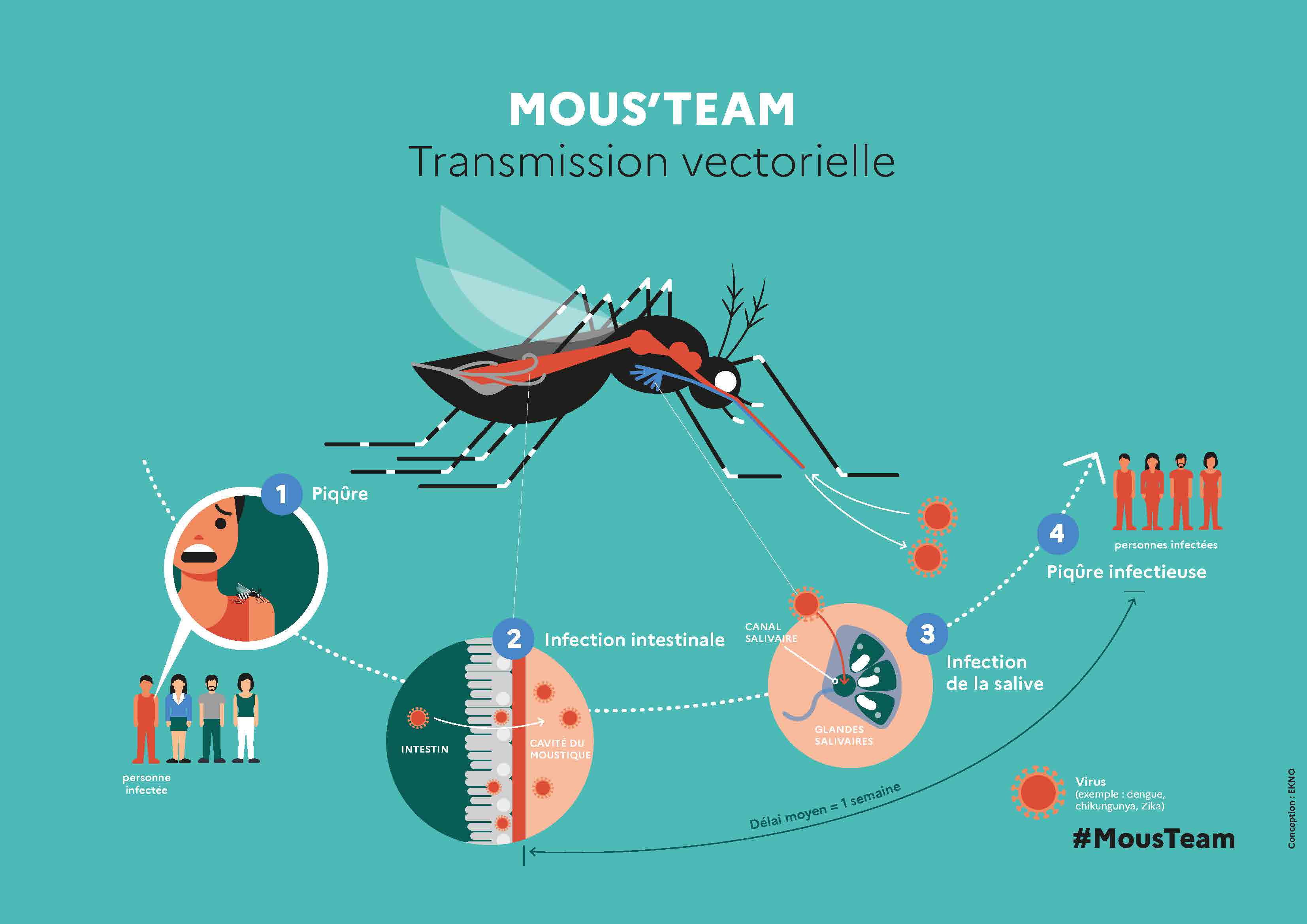 MOUS’TEAM : une expérience scientifique et citoyenne pour mieux ...