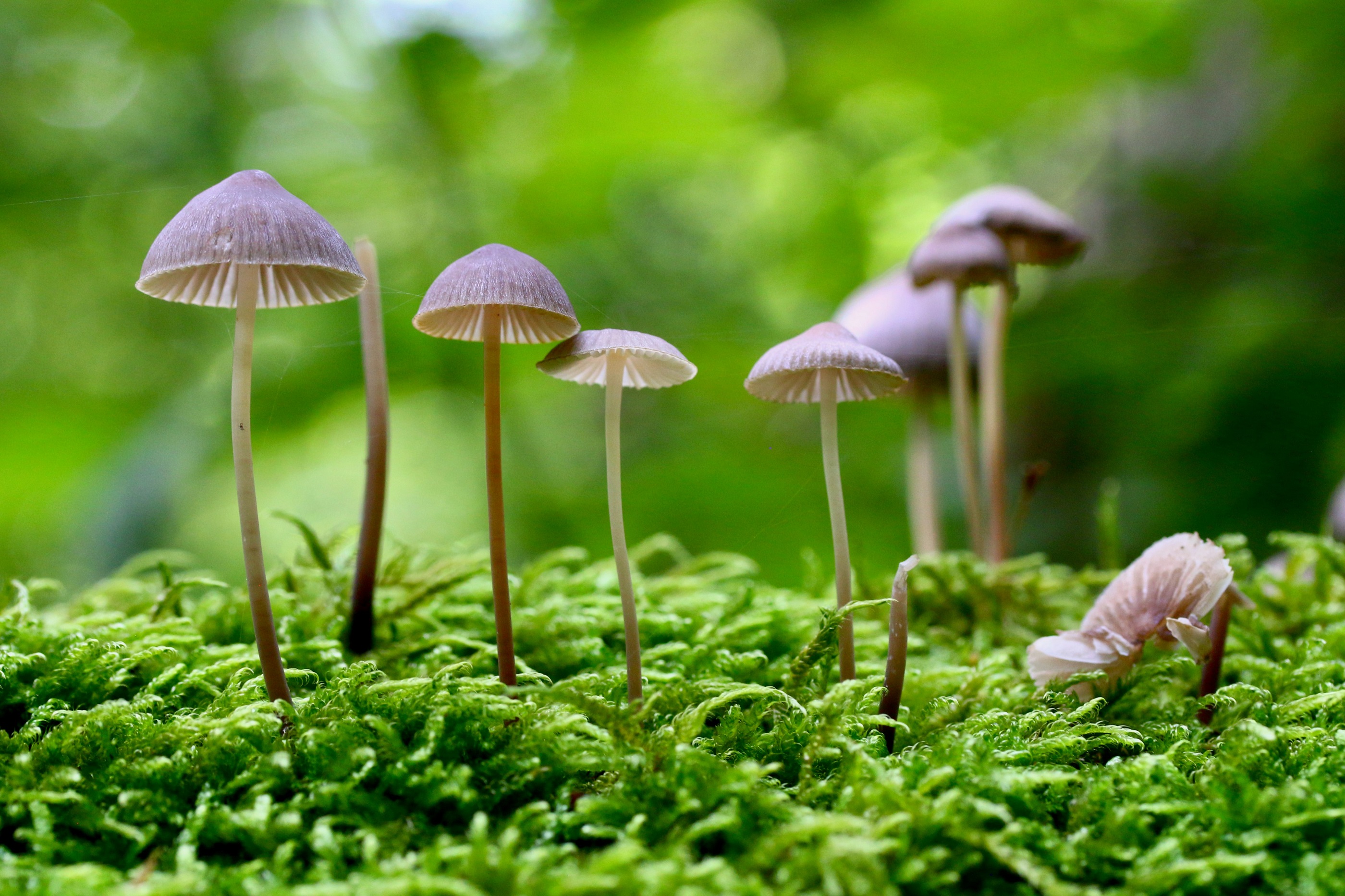 La recette génétique des champignons décomposeurs pour s’adapter au ...