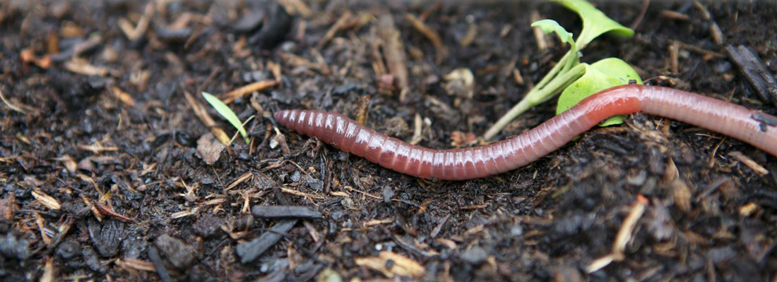 12th International Symposium on Earthworm Ecology | INRAE