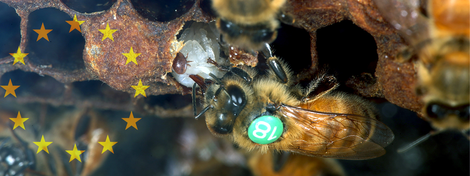 An ERC Grant for Fanny Mondet to study hygiene bee-haviour | INRAE