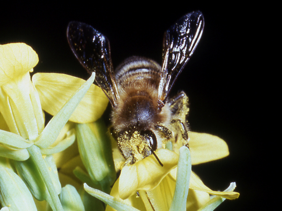 À quoi servent les abeilles ? | INRAE