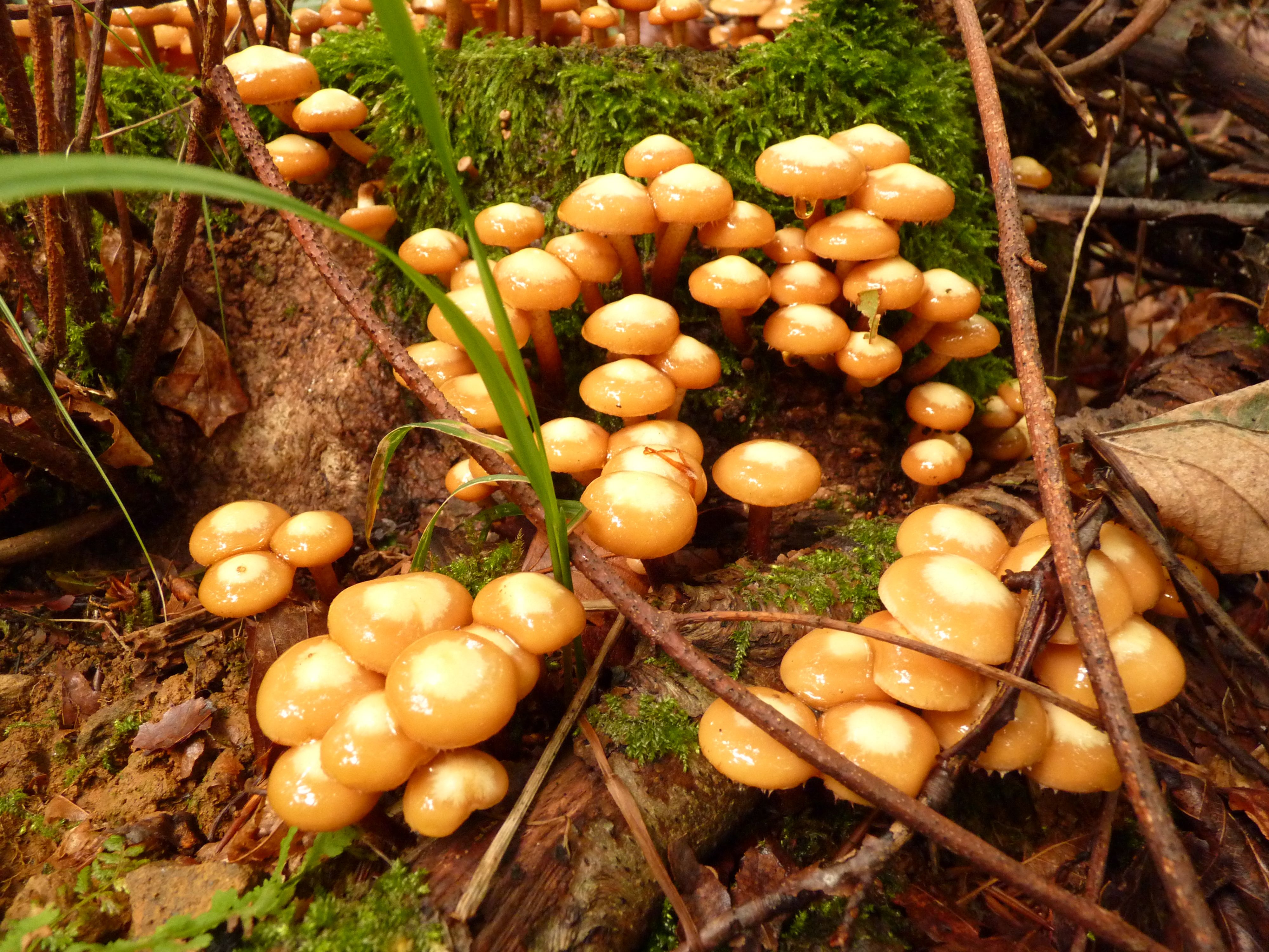 Champignons et forêts : quels sont les travaux d'INRAE ? | INRAE