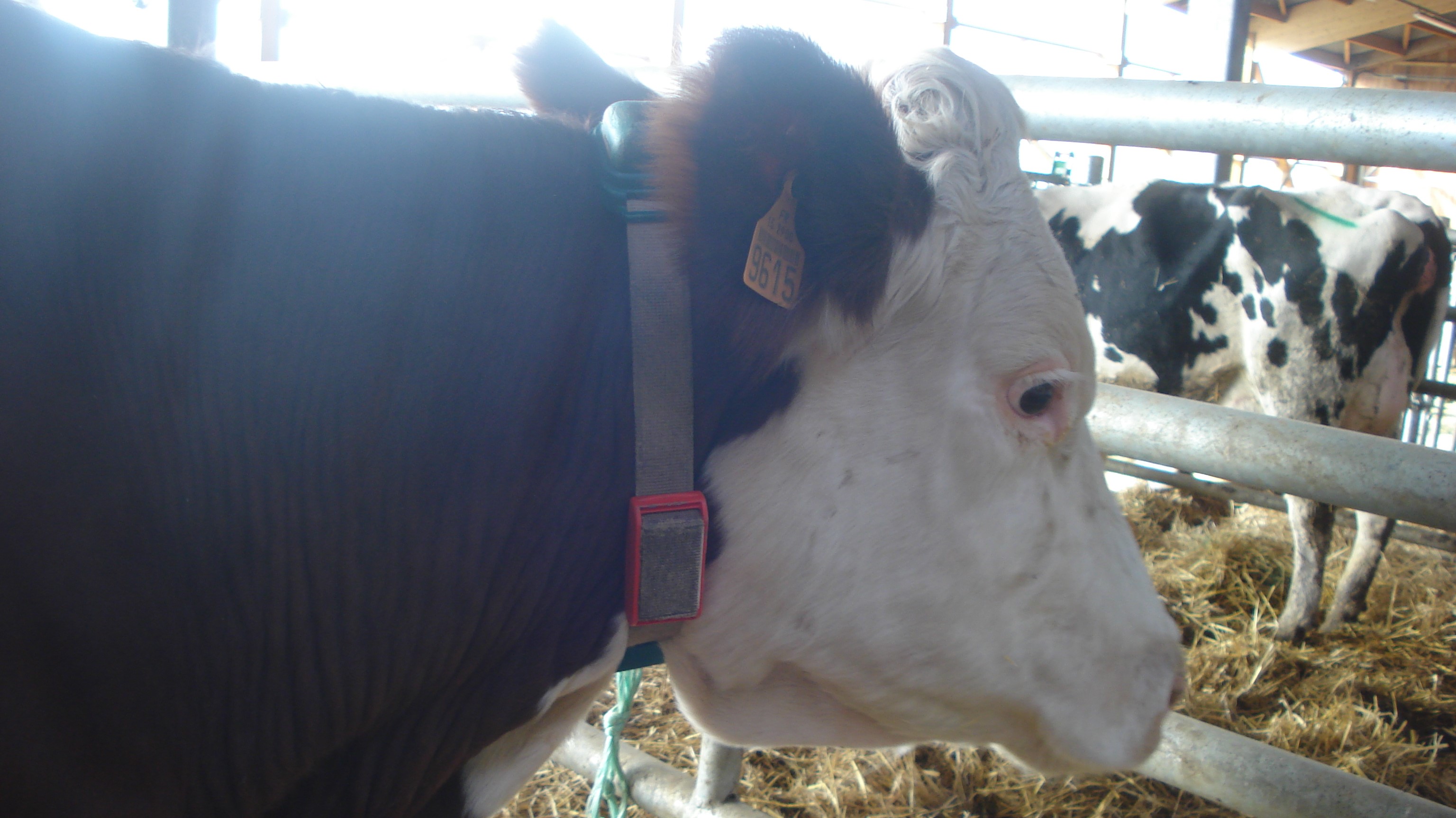 Discriminating pathological, reproductive or stress conditions in cows ...