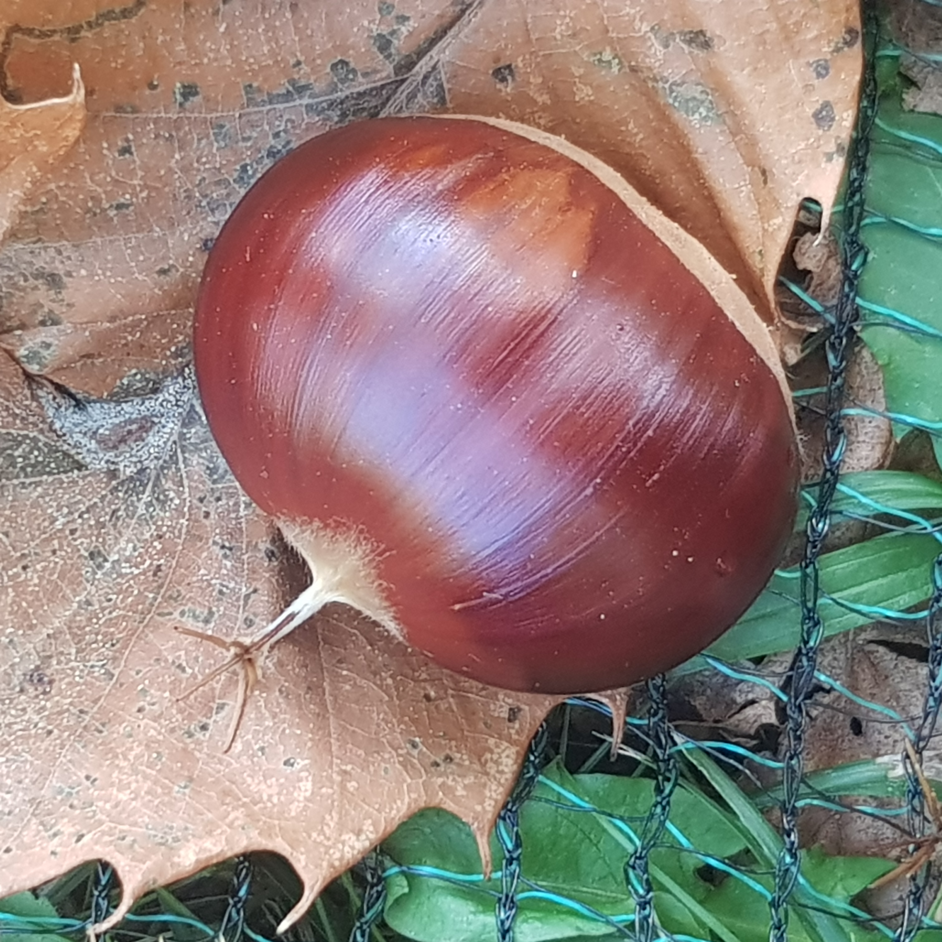 Plan Châtaigne du ministère de l'Agriculture | INRAE