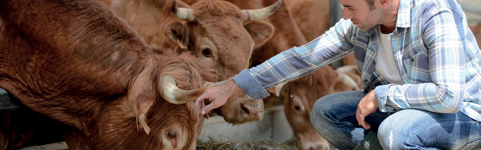 Bien-être des animaux d’élevage : l'étudier pour le favoriser | INRAE