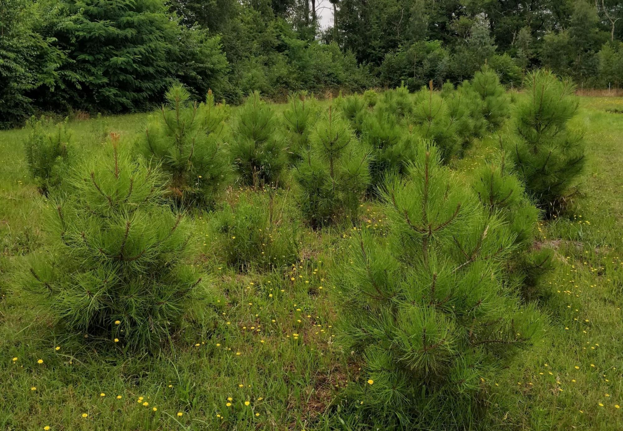 Les graines de pin maritime gardent en mémoire les changements de ...