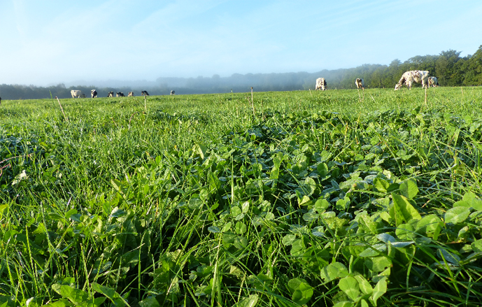 Une étude pour mieux comprendre la production de nos prairies | INRAE
