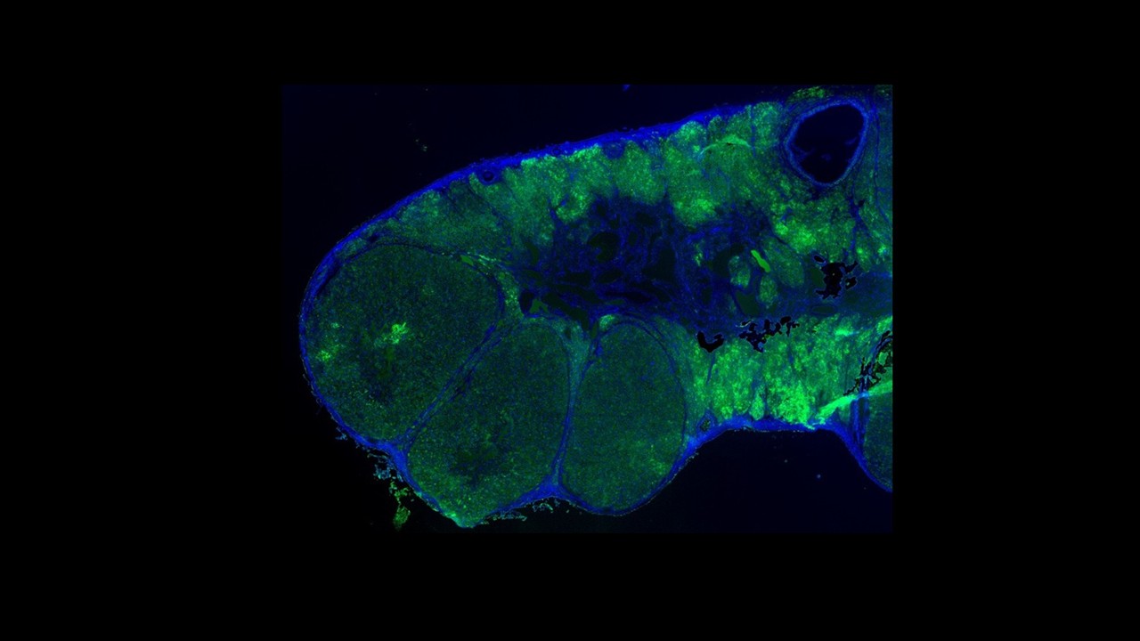 When stem cells transform rabbits into effective animal models | INRAE