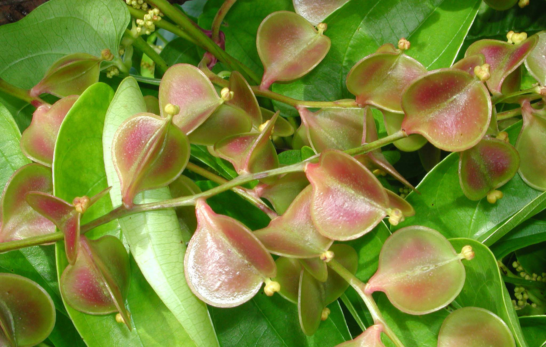 Centre INRAE Antilles-Guyane | INRAE