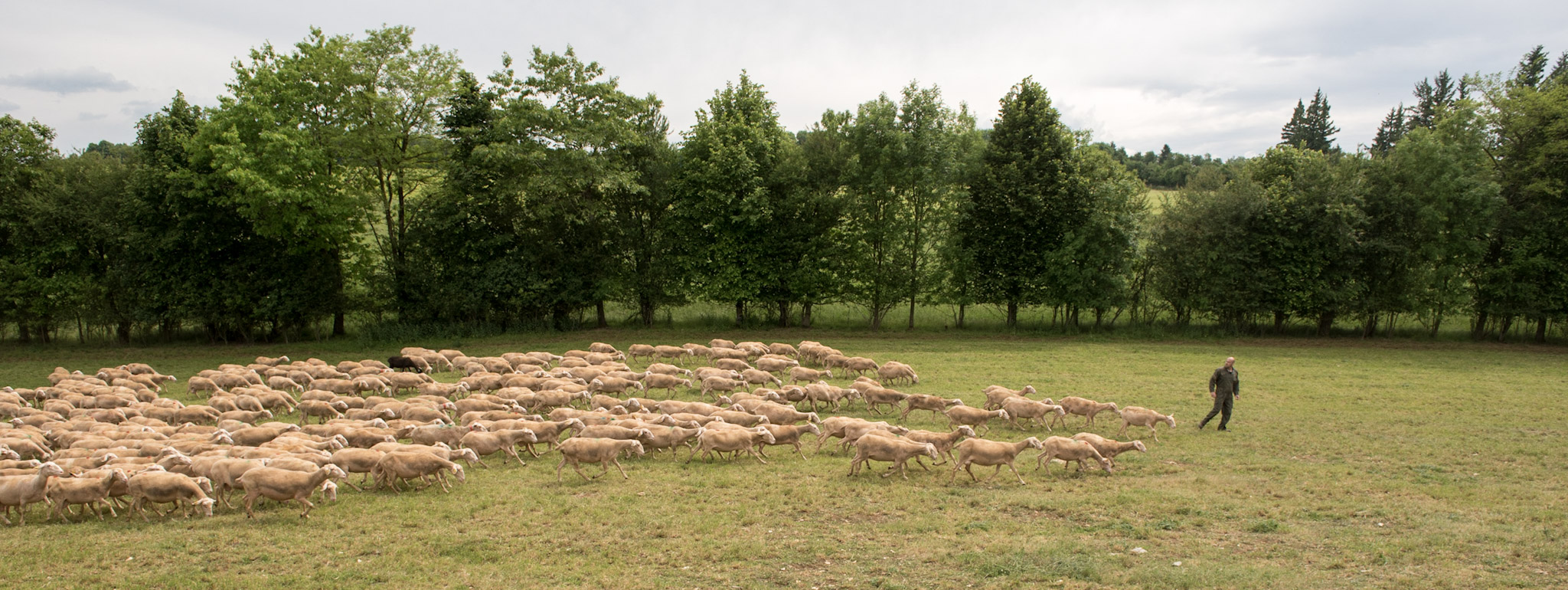 Major European studies for sustainable small ruminant farming | INRAE