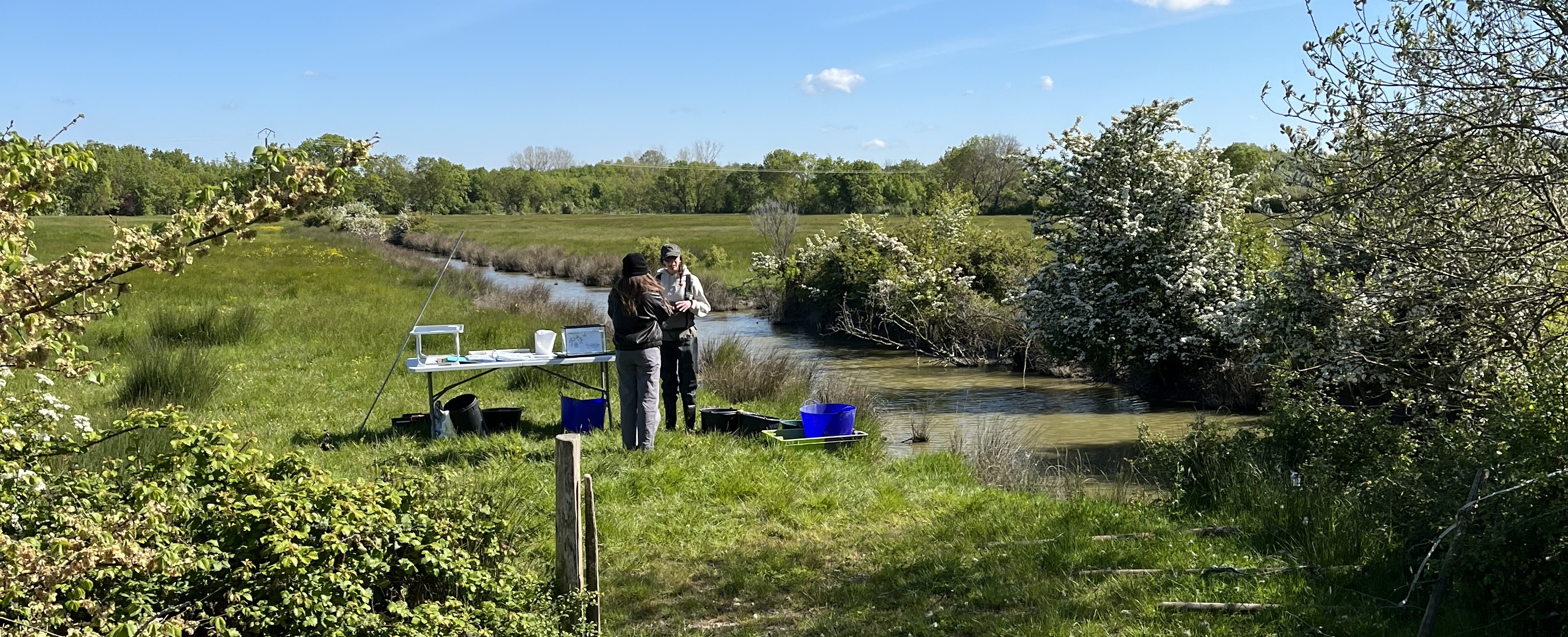 Quand les poissons du marais dévoilent leurs mystères | INRAE