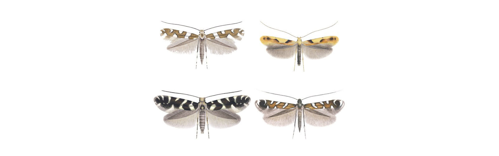 DNA barcoding reveals 21 potential new species of European ...