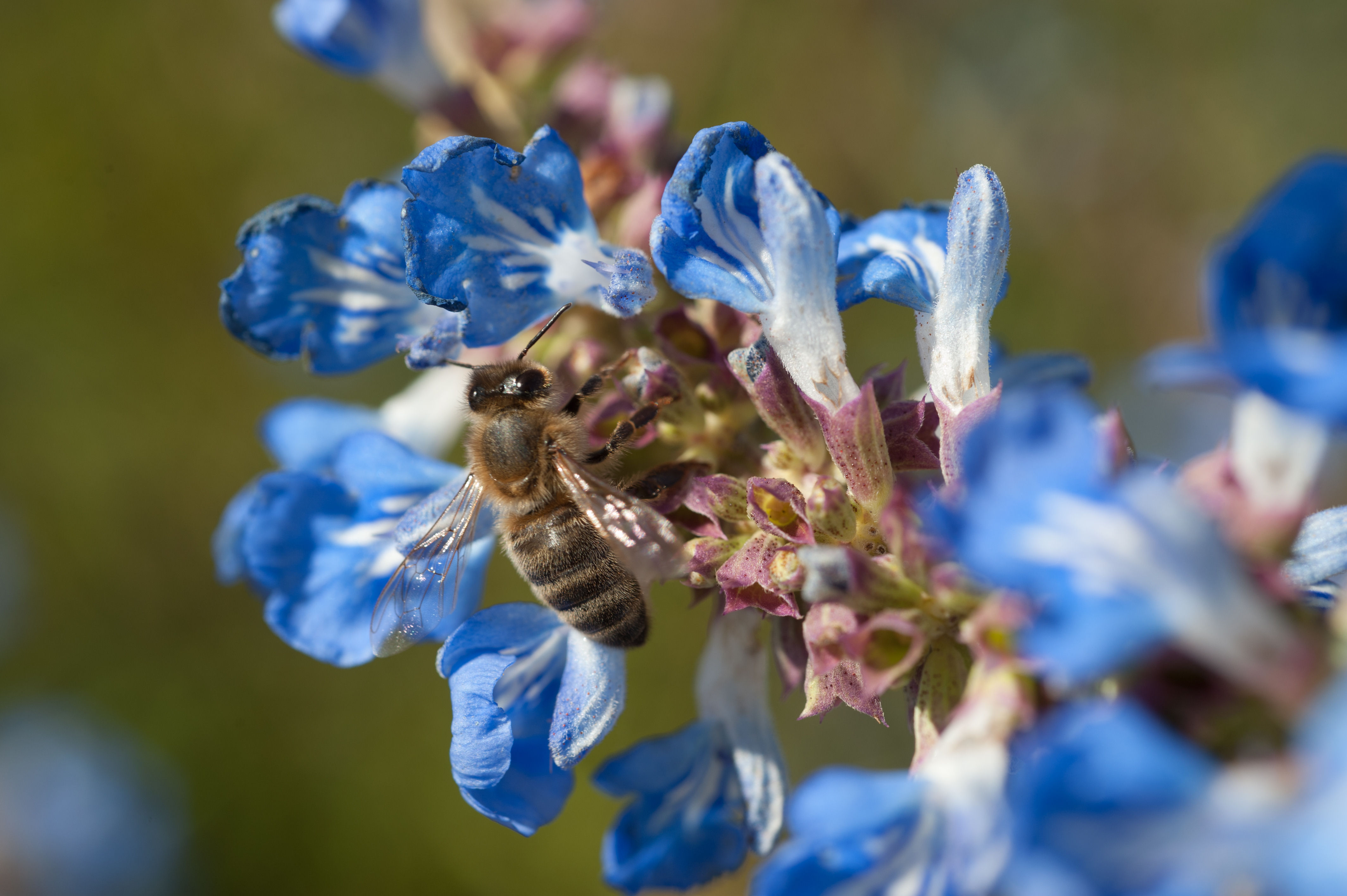 Comment sauver les colonies d'abeilles ? | INRAE