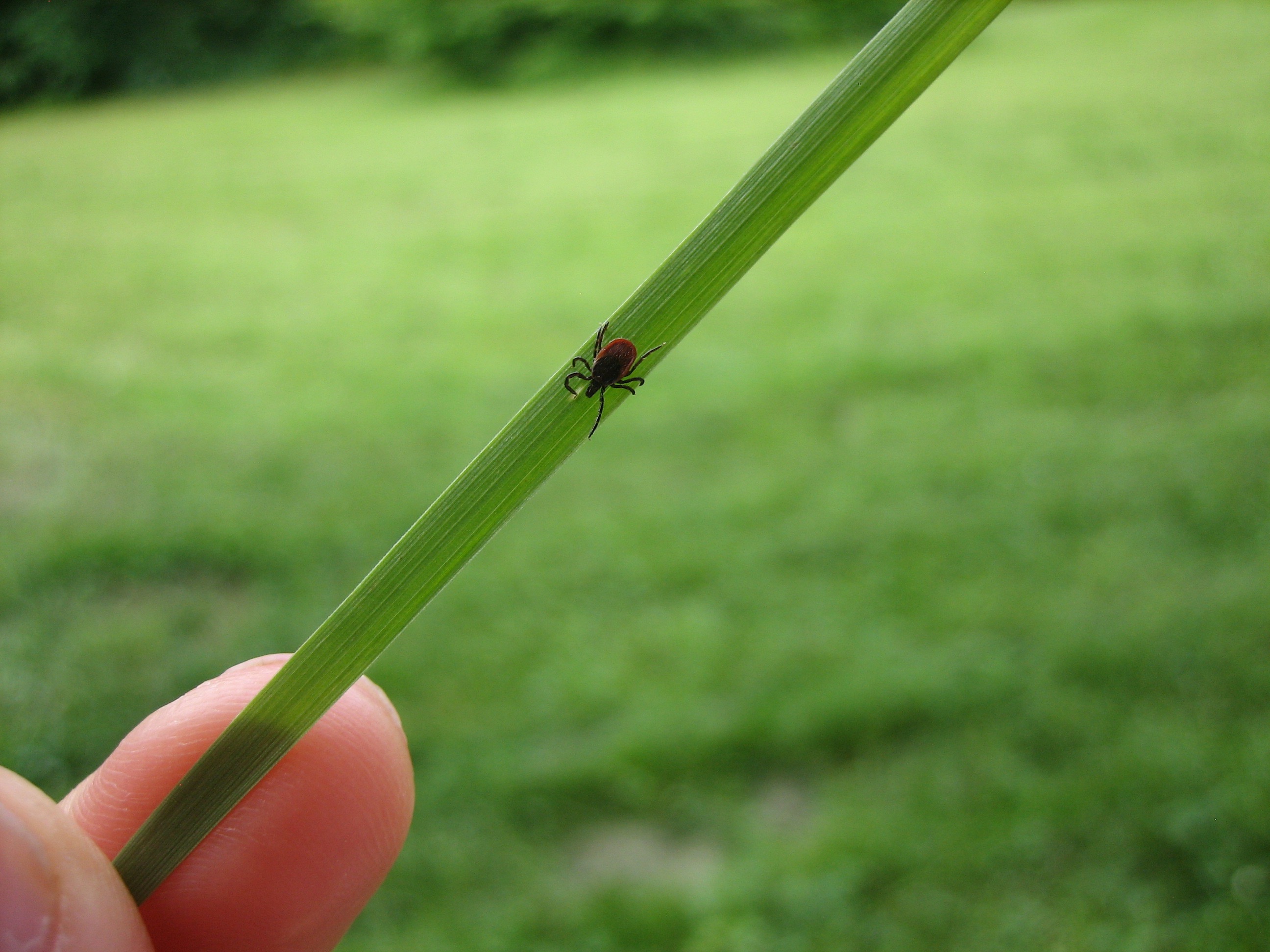 Cartographier le risque de piqûre de tique en France : derniers ...