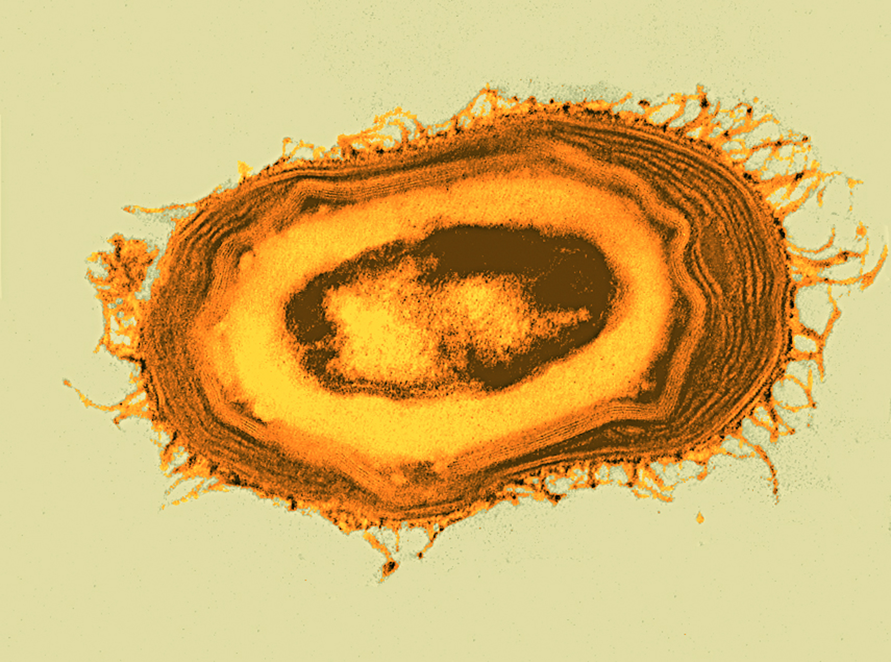 Caractérisation du quinovosane, un polysaccharide original impliqué ...