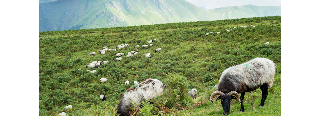 Preserving native Pyrenean sheep | INRAE