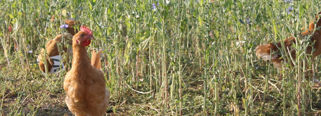 Soutenir la transition environnementale par l’élevage biologique de ...