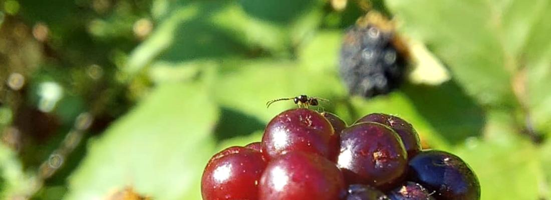 Des lâchers de Ganaspis cf. brasiliensis pour sauver la cerise | INRAE