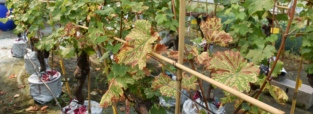 Impact de l’esca sur les feuilles de vigne | INRAE INSTIT