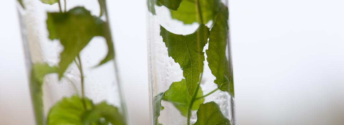 ABC des techniques de culture in vitro | INRAE INSTIT