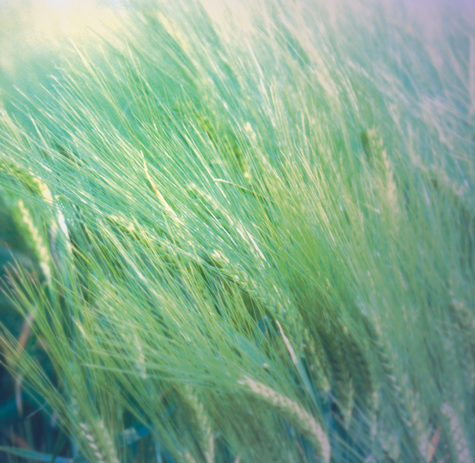 Des alternatives aux pesticides pour protéger les cultures | inrae.fr